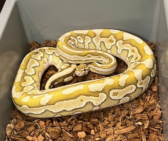 Lesser Spotnose Puzzle Ball Python by CR Serpents
