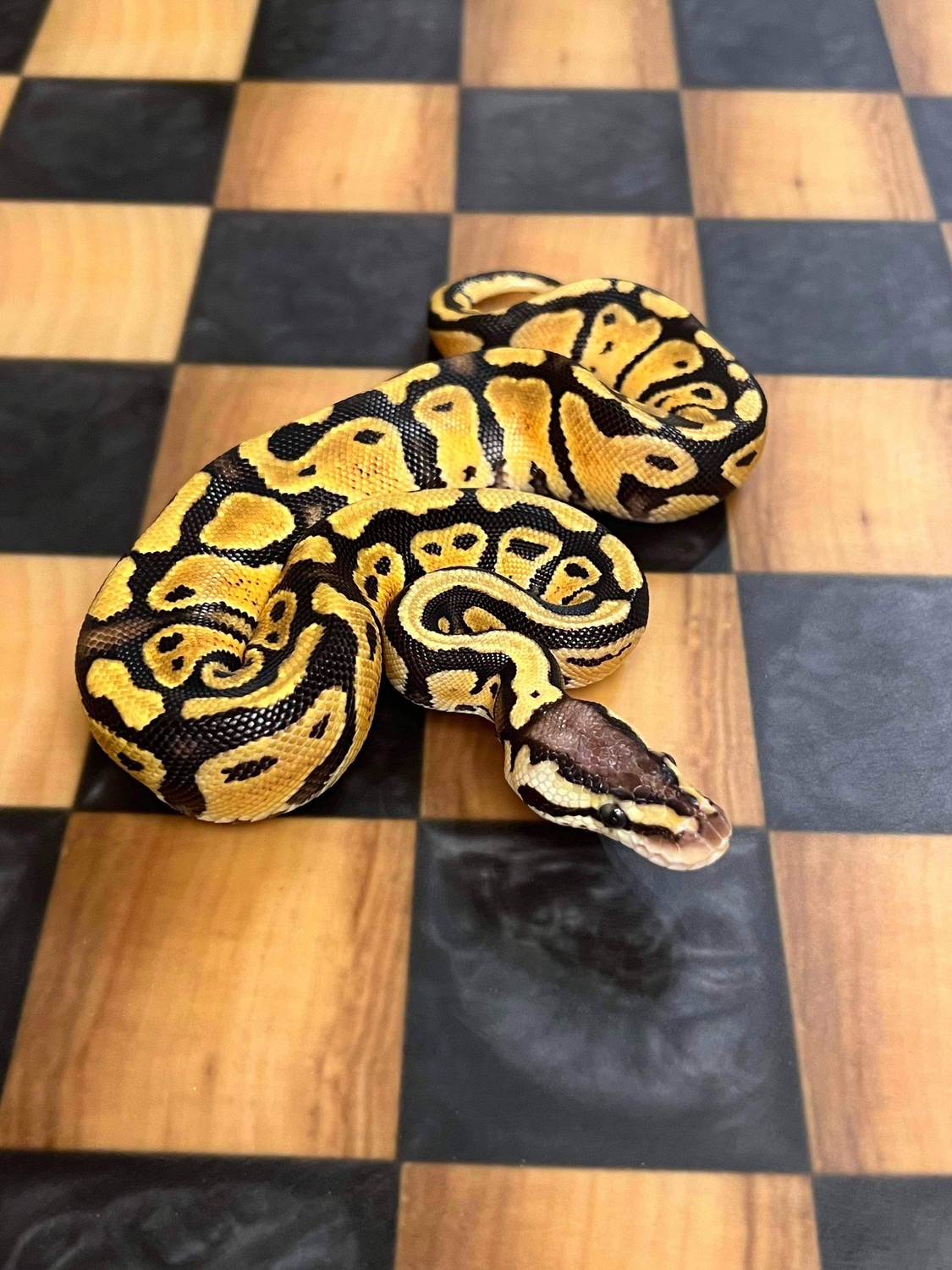 Pastel Vanilla Het Puzzle Ball Python by CR Serpents - MorphMarket