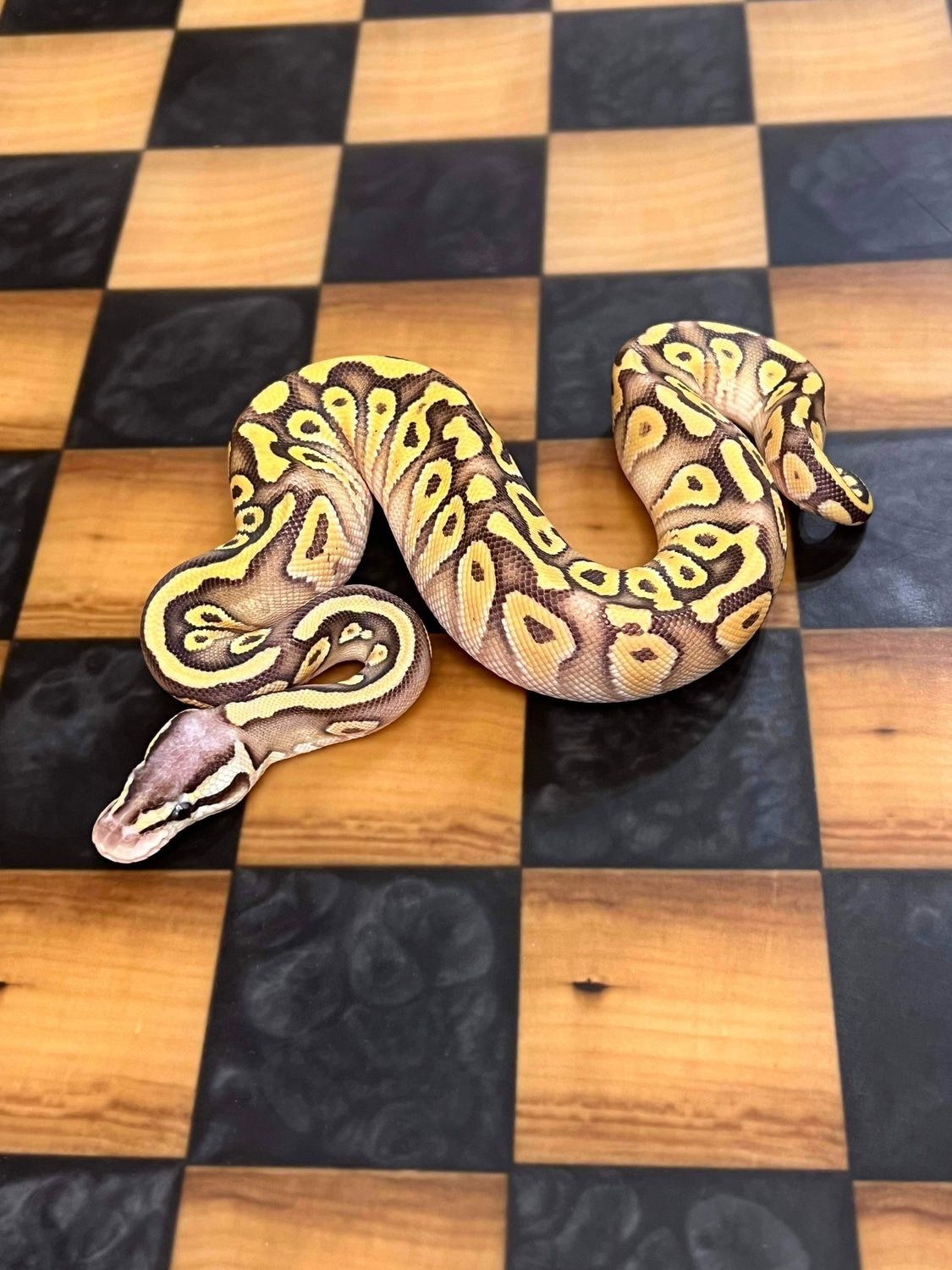Firefly Mojave Het Puzzle Ball Python by CR Serpents - MorphMarket
