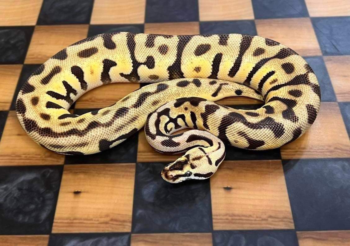 Pastel Enchi Spotnose Leopard Dh DG Clown Ball Python by CR Serpents ...