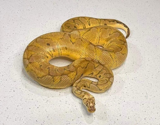 Super Pastel Clown Het DG Ball Python by CR Serpents