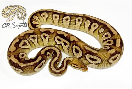 Pastel Vanilla Mojave Het Puzzle Ball Python by CR Serpents