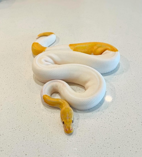 Yellow Belly Dreamsicle Ball Python by CR Serpents