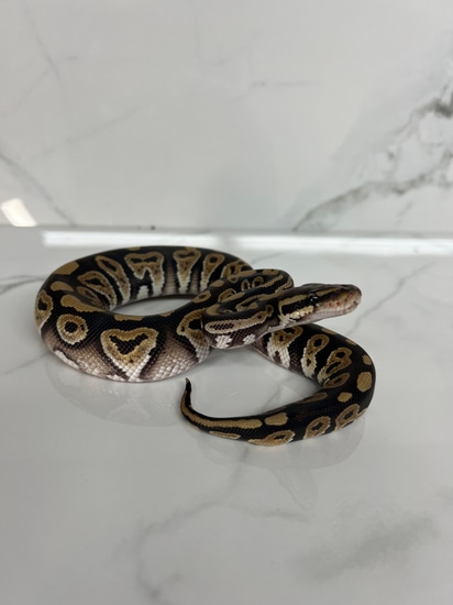 Phantom Ball Python by Hill City Exotics