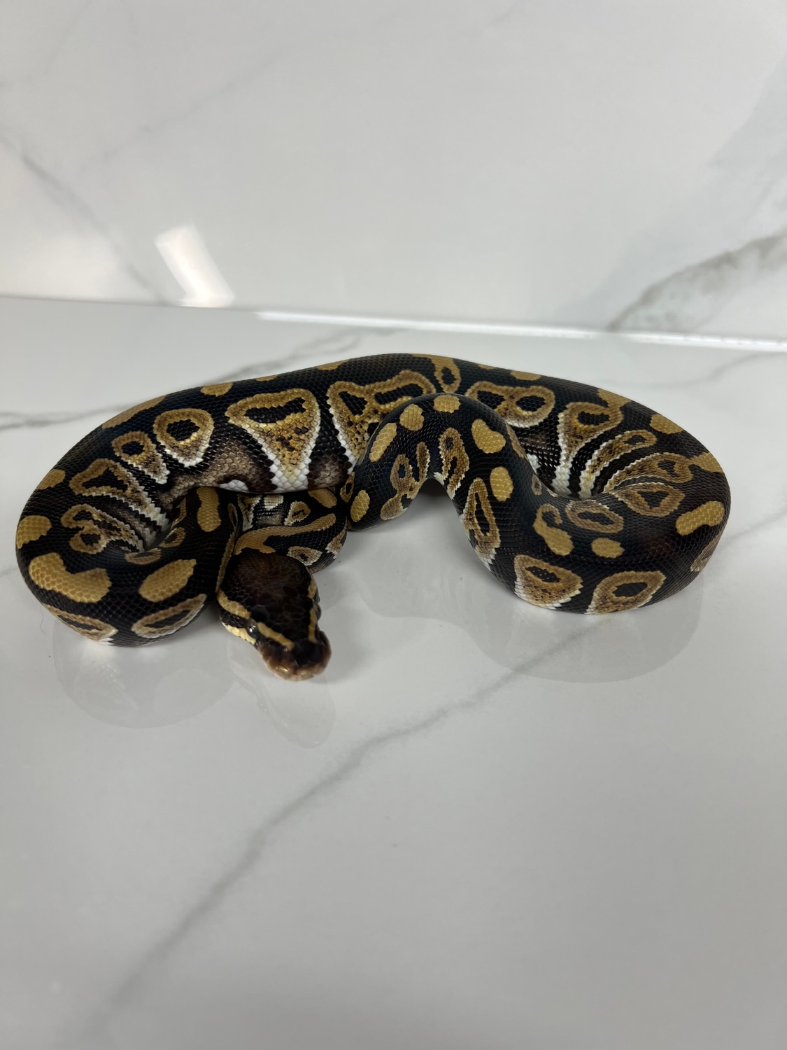Phantom Ball Python by Hill City Exotics - MorphMarket