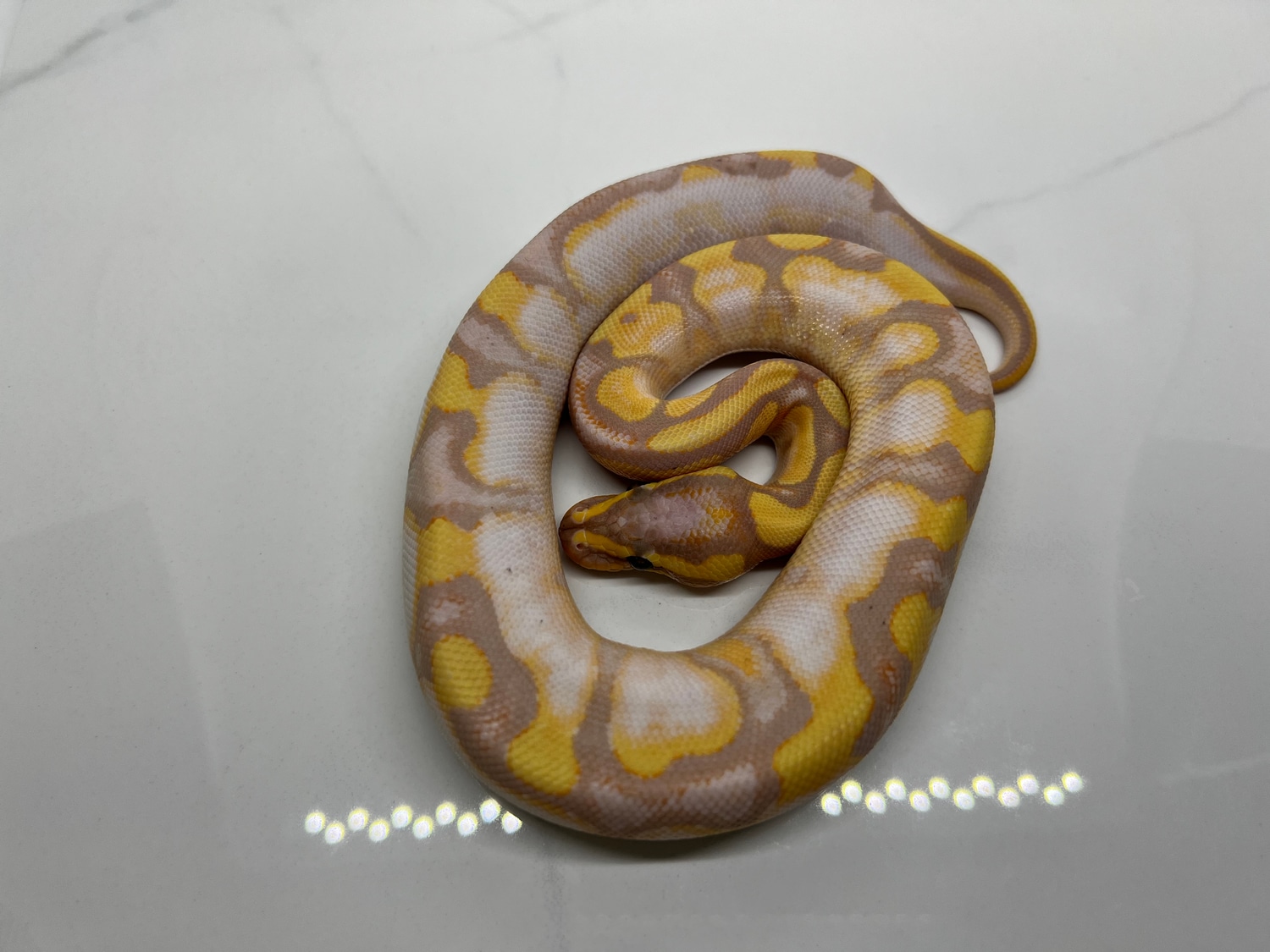 Banana Calico Enchi Ball Python by Hill City Exotics - MorphMarket