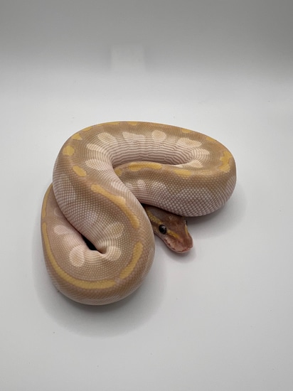 Crystal Ball Python by Hill City Exotics