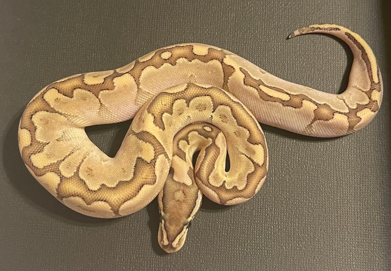 Bamboo Pastel Poss Enchi Male Ball Python by Charmed Ball Pythons ...