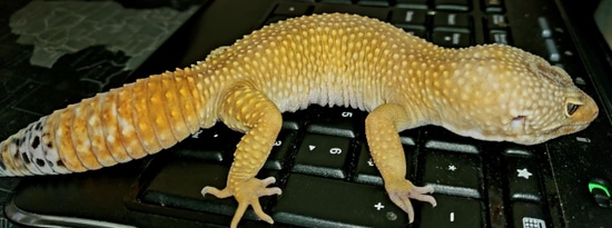 Tangerine Leopard Gecko by Gateway Geckos