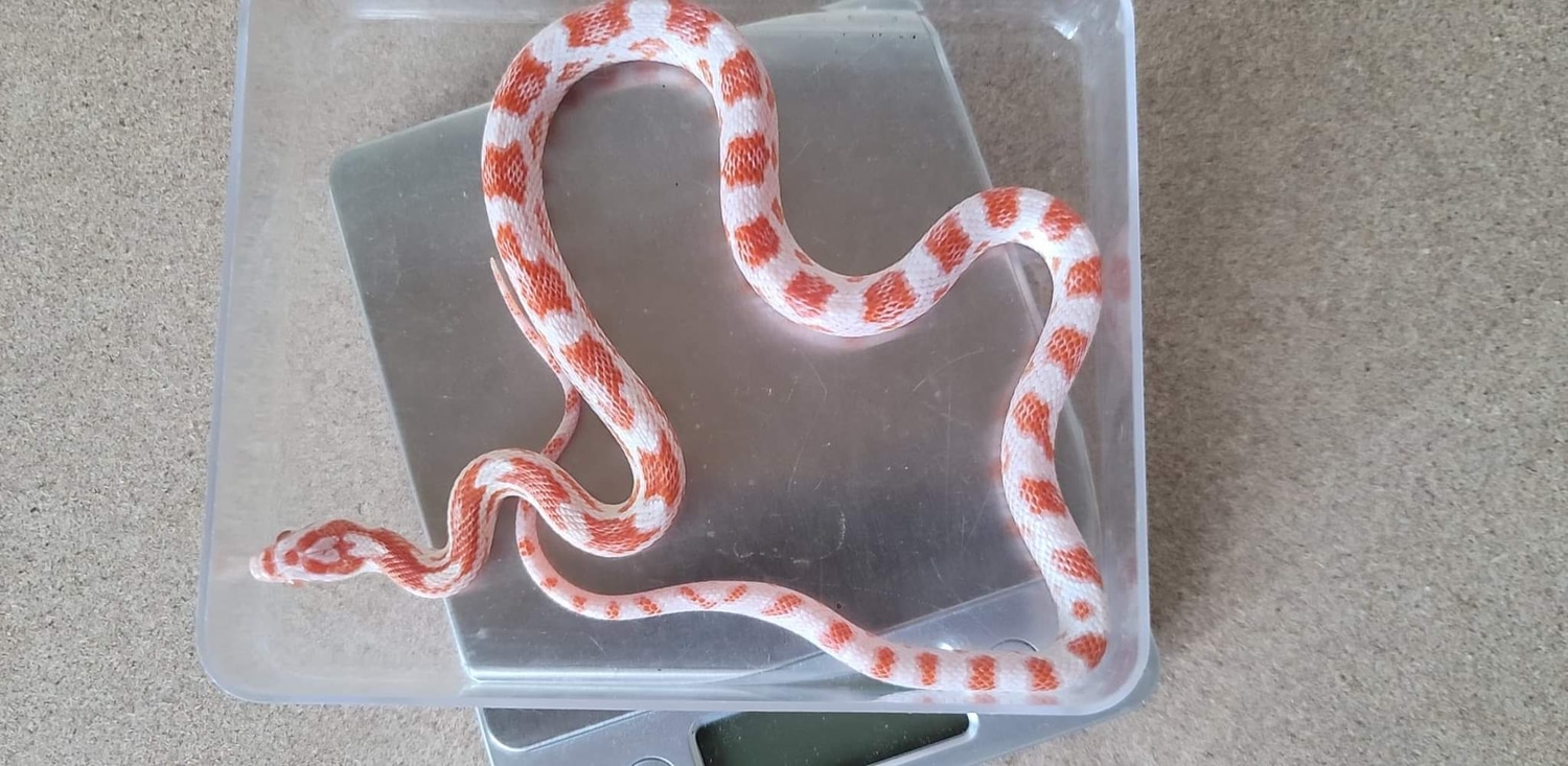 Candy Cane Corn Snake by Gateway Geckos - MorphMarket