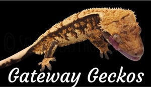 Gateway Geckos - MorphMarket