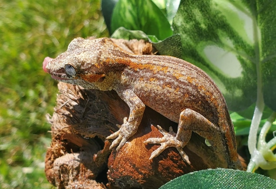 Orange Stripe Gargoyle Gecko by Gateway Geckos