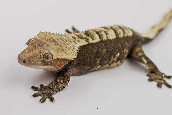 Proven Adult Female Crested Gecko by Gateway Geckos