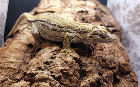 Yellow Stripe Female Gargoyle Gecko by Gateway Geckos