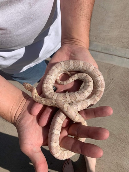 Ultramel Anery Corn Snake by Gateway Geckos