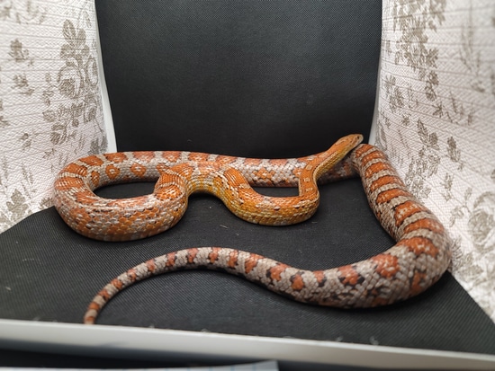 Miami Phase Corn Snake by Gateway Geckos