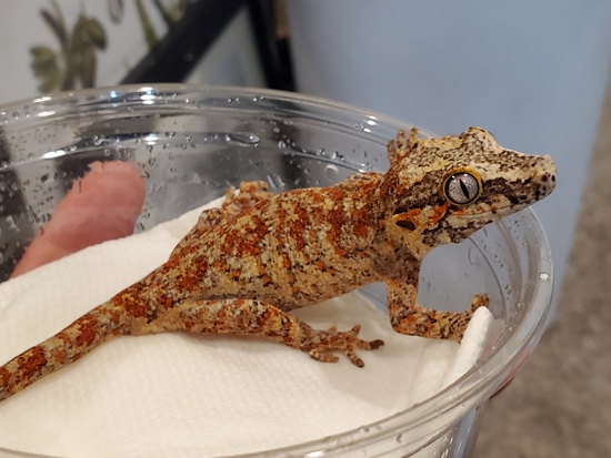 Red Blotch Gargoyle Gecko by Gateway Geckos
