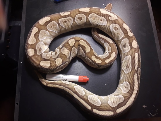 Lesser Ball Python by Valentine Snakes