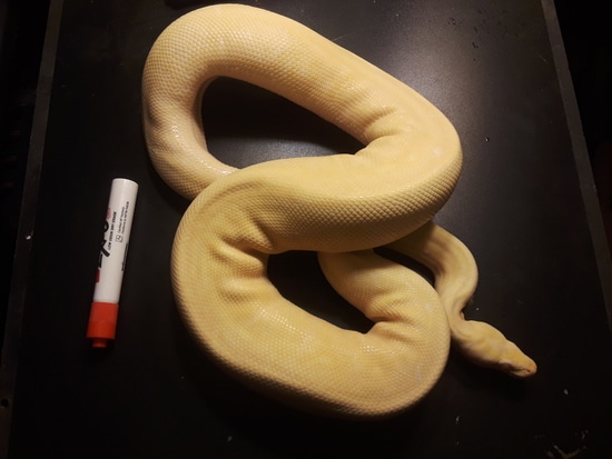 Albino Spinner Adult Female Ball Python by Valentine Snakes