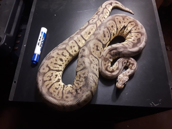 Black Widow Breeder Female Ball Python by Valentine Snakes