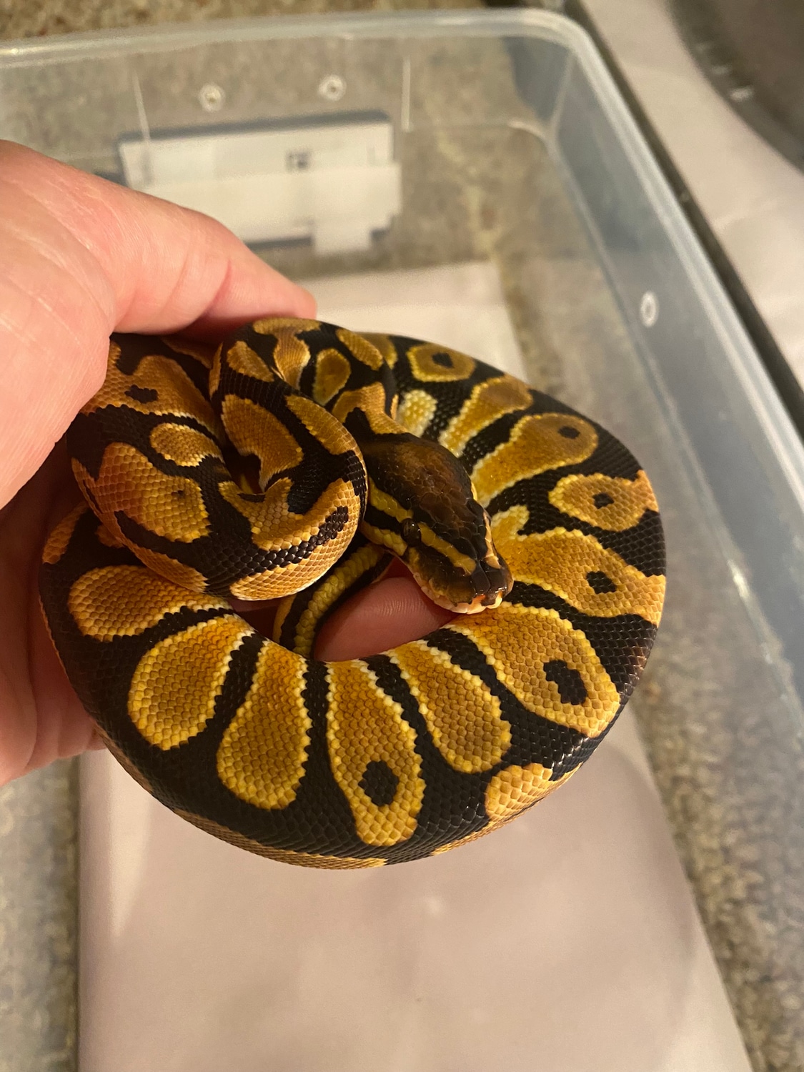 2022 Orange Dream Male Ball Python by Swisher Creek Pythons - MorphMarket