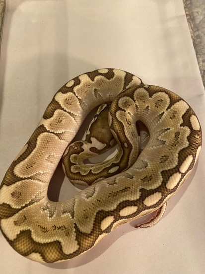 Bamboo Male Ball Python by Swisher Creek Pythons