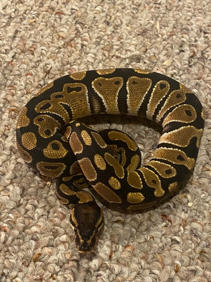 Normal Ball Python Female by Swisher Creek Pythons