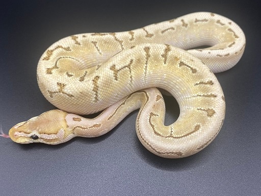 Orange Dream Bamboo Pinstripe Male Ball Python by Swisher Creek Pythons