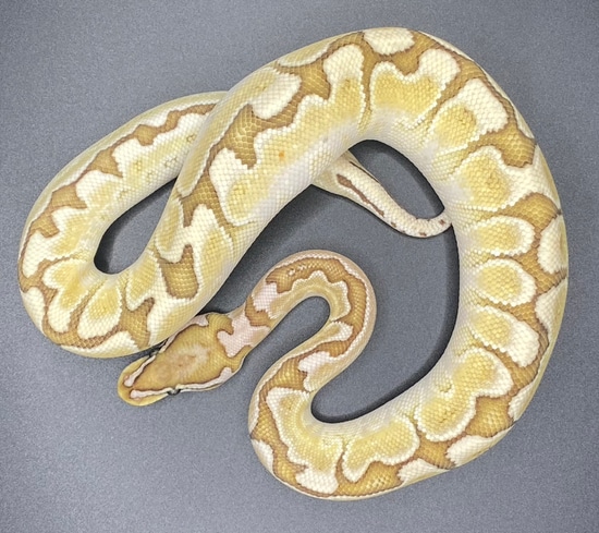 2022 Bamboo Orange Dream Male 186g Ball Python by Swisher Creek Pythons