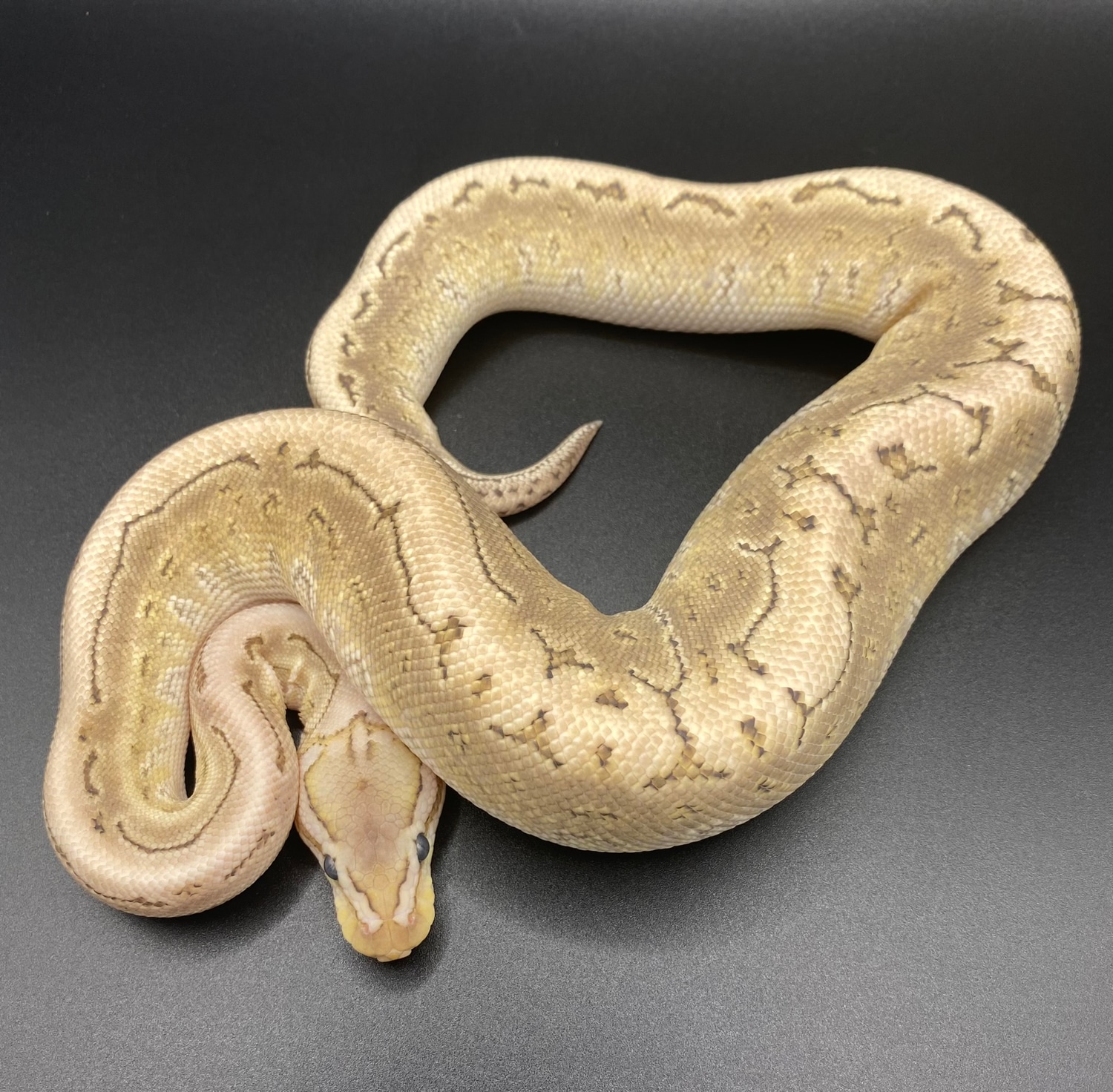 2022 Bamboo Pinstripe Female 302g Ball Python by Swisher Creek Pythons ...