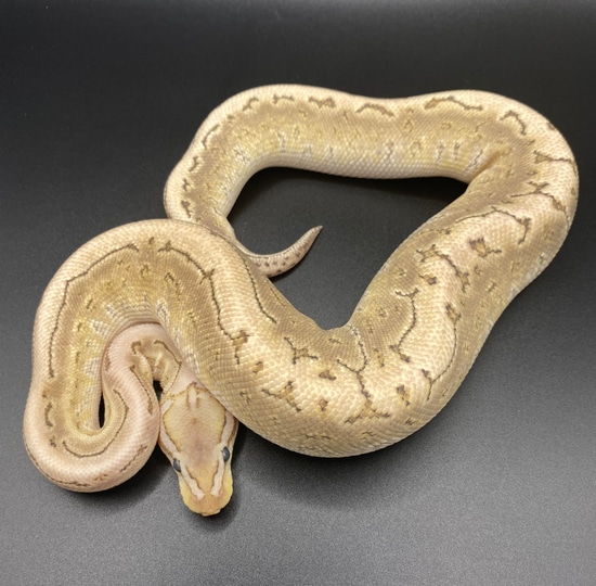 2022 Bamboo Pinstripe Female 337g Ball Python by Swisher Creek Pythons