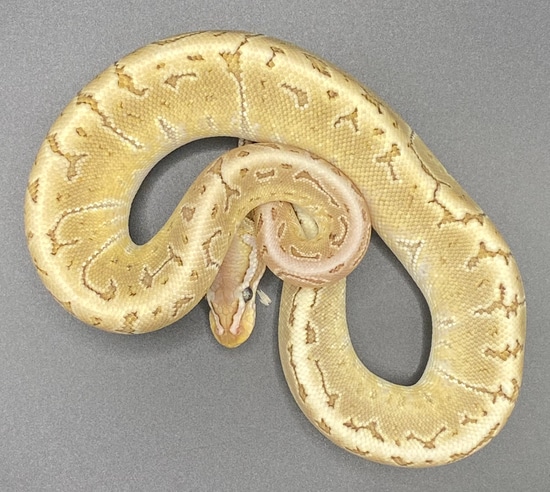 2022 Bamboo Pinstripe Female 172g Ball Python by Swisher Creek Pythons
