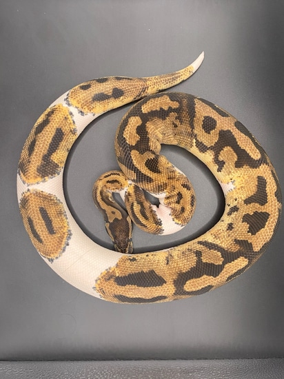 Piebald Ball Python by Swisher Creek Pythons