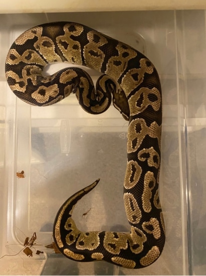 Fire Het Sunset Ball Python by Swisher Creek Pythons