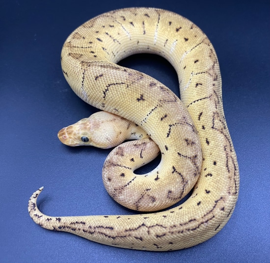 Pastel Pinstripe (Lemon Blast) Clown Ball Python by Swisher Creek Pythons