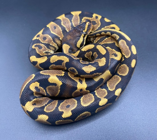 Gravel Or Yellow Belly Ball Python by Swisher Creek Pythons