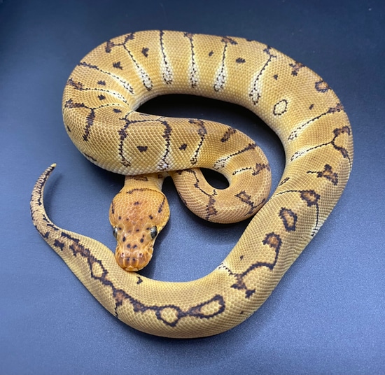 Pinstripe Clown Ball Python by Swisher Creek Pythons