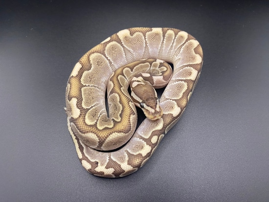 Bamboo 100% Het Sunset Ball Python by Swisher Creek Pythons