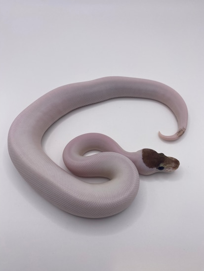 Cinnamon Pastel Possible Yellow Belly Piebald Ball Python by Swisher ...