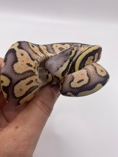 Super Pastel Cypress Possible Het Piebald Ball Python by Swisher Creek ...