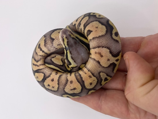 Group Of (4) '24 CB Babies Ball Python by Swisher Creek Pythons