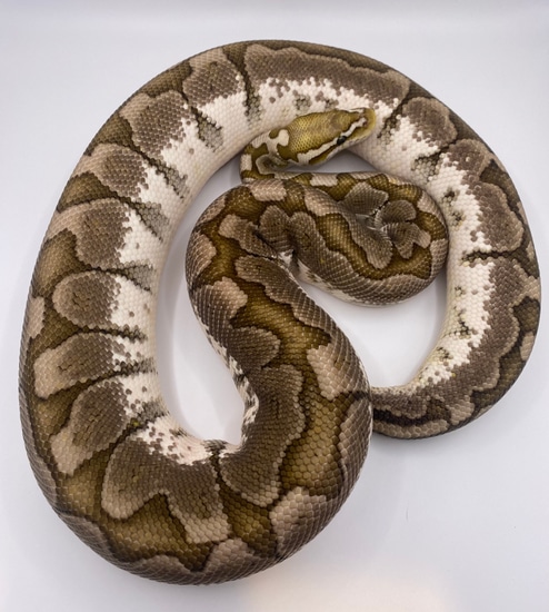 Pastel Bamboo Ball Python by Swisher Creek Pythons