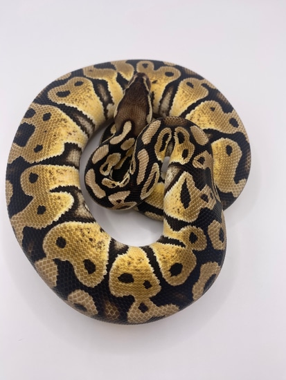 Pastel 100% Het Sunset Ball Python by Swisher Creek Pythons