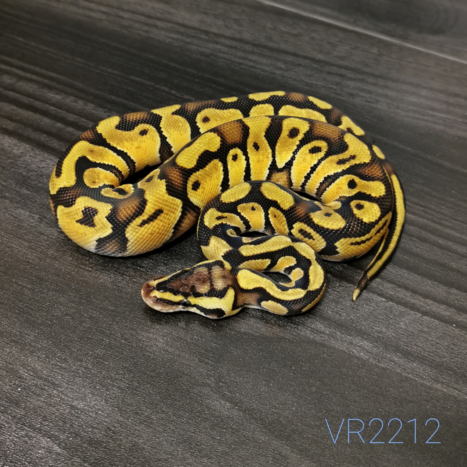 Pastel Enchi (Prob Arroyo) DH Clown Albino Ball Python by Valhalla ...