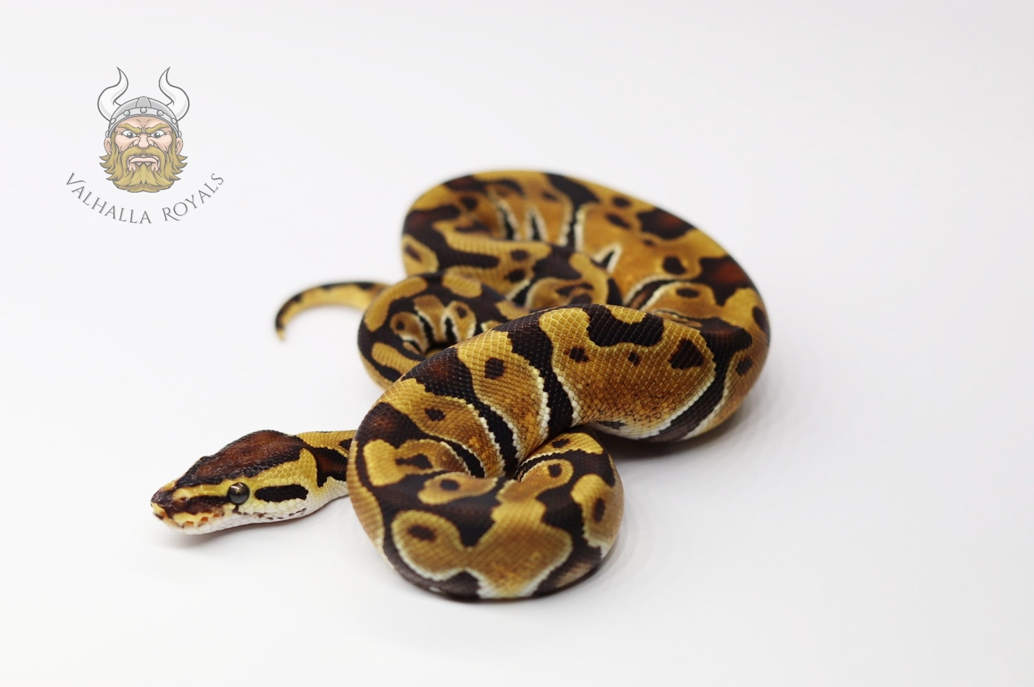 Enchi (Arroyo) 100% Het Clown 100% Het Albino Ball Python by Valhalla ...