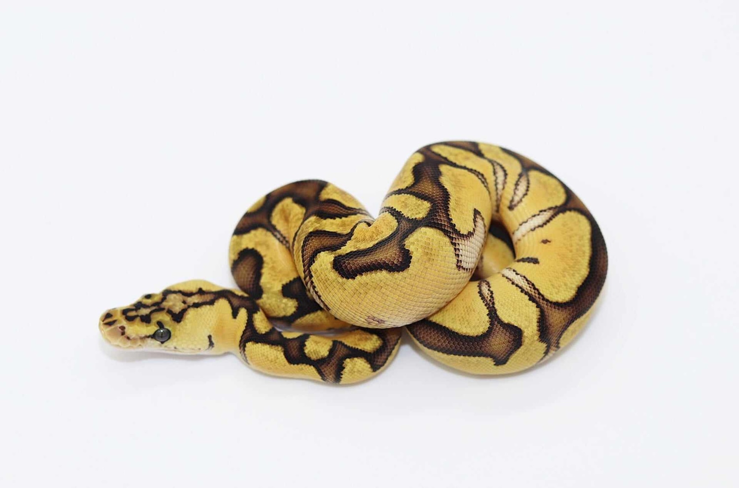Pastel Enchi (YB/Arroyo) Clown Ball Python by Valhalla Royals - MorphMarket