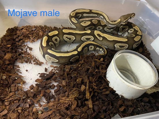 Mojave Ball Python by ValkyrieRising Ball Pythons