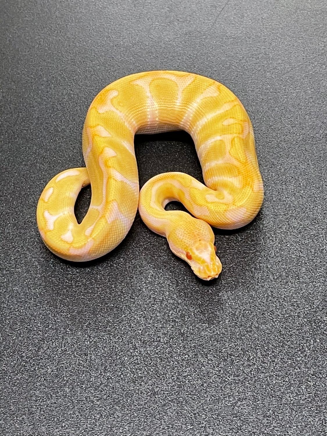 Enchi Candino Ball Python by MV3 Reptiles - MorphMarket