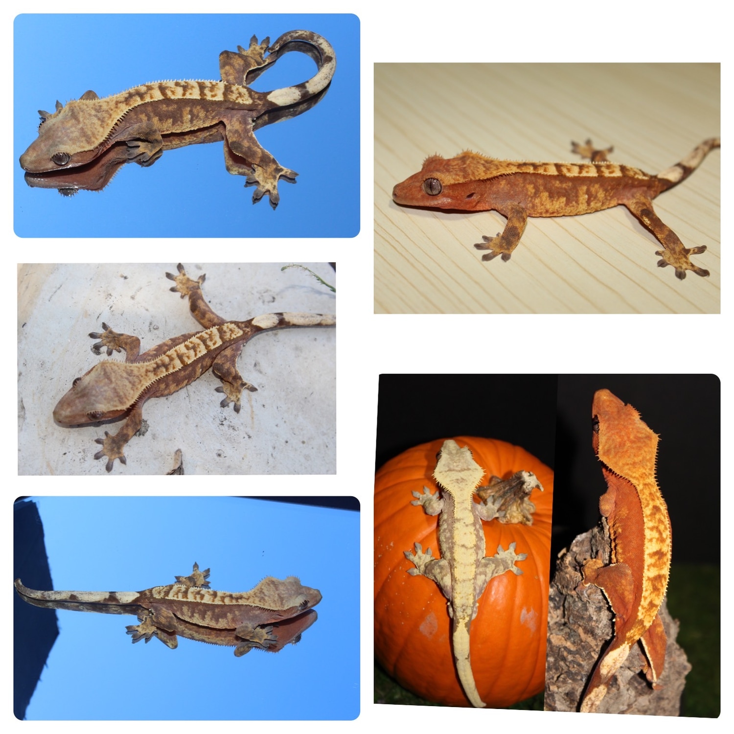 Red Flame Crested Gecko by ValleyRhacs - MorphMarket