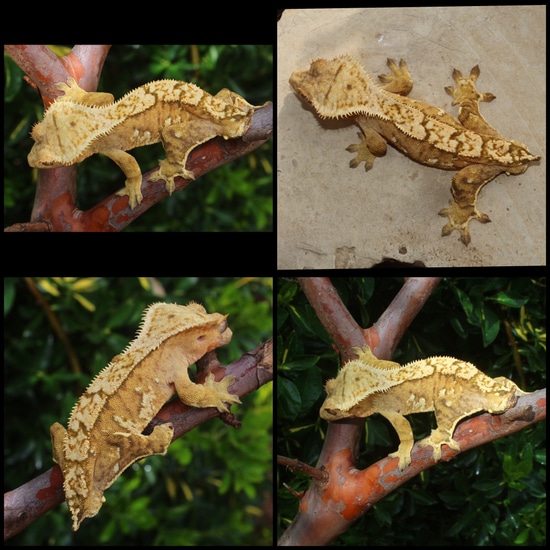 Yellow Harlequin Crested Gecko by ValleyRhacs